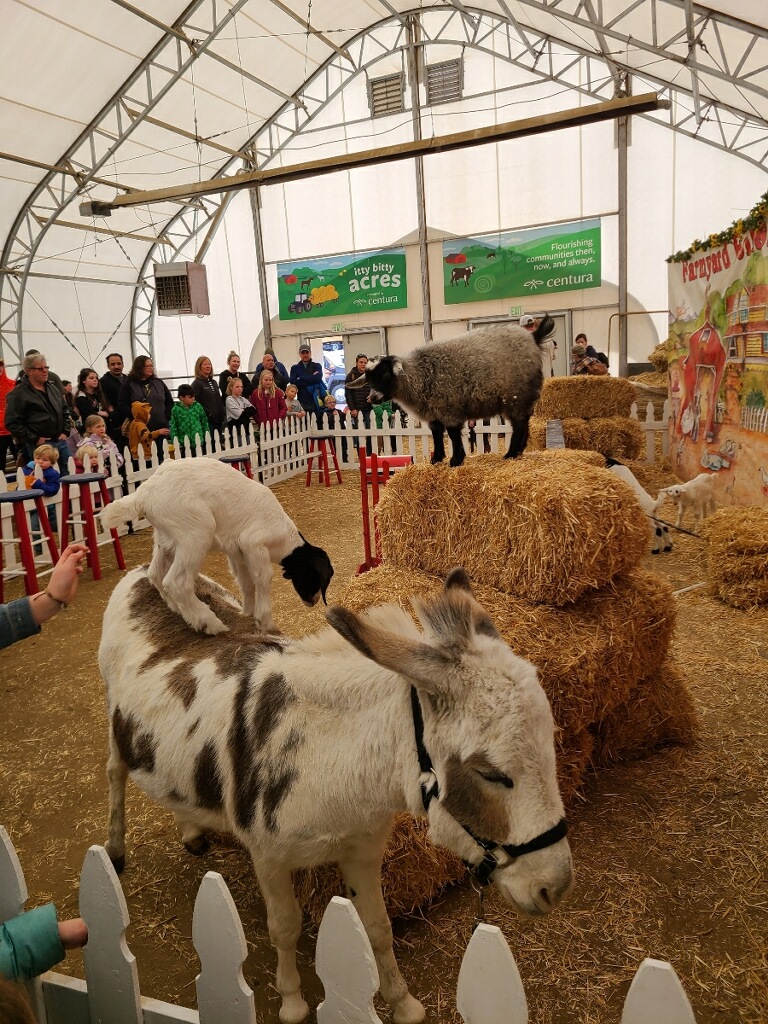 Save a Horse, Ride a Cowboy – the Stock Show's in town! | Mile High Life